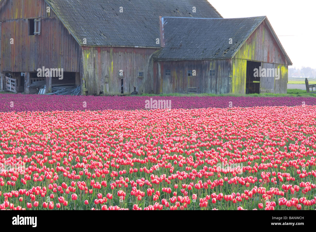 Tulip Fields Skagit Valley Conway Washington Stock Photo - Alamy