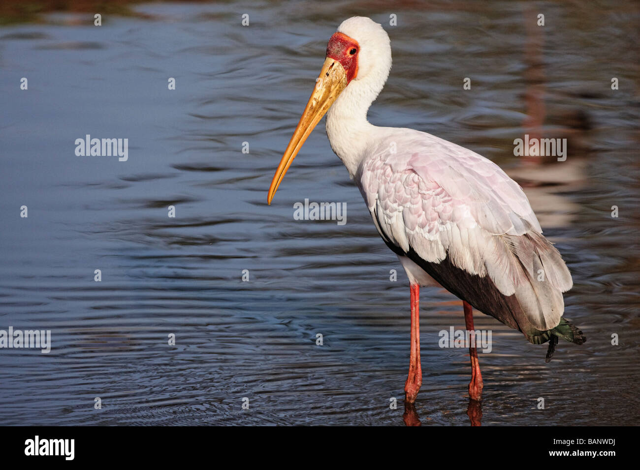 Yellow Billed Stork feeding in the shallow waters of Lake Manyara ...