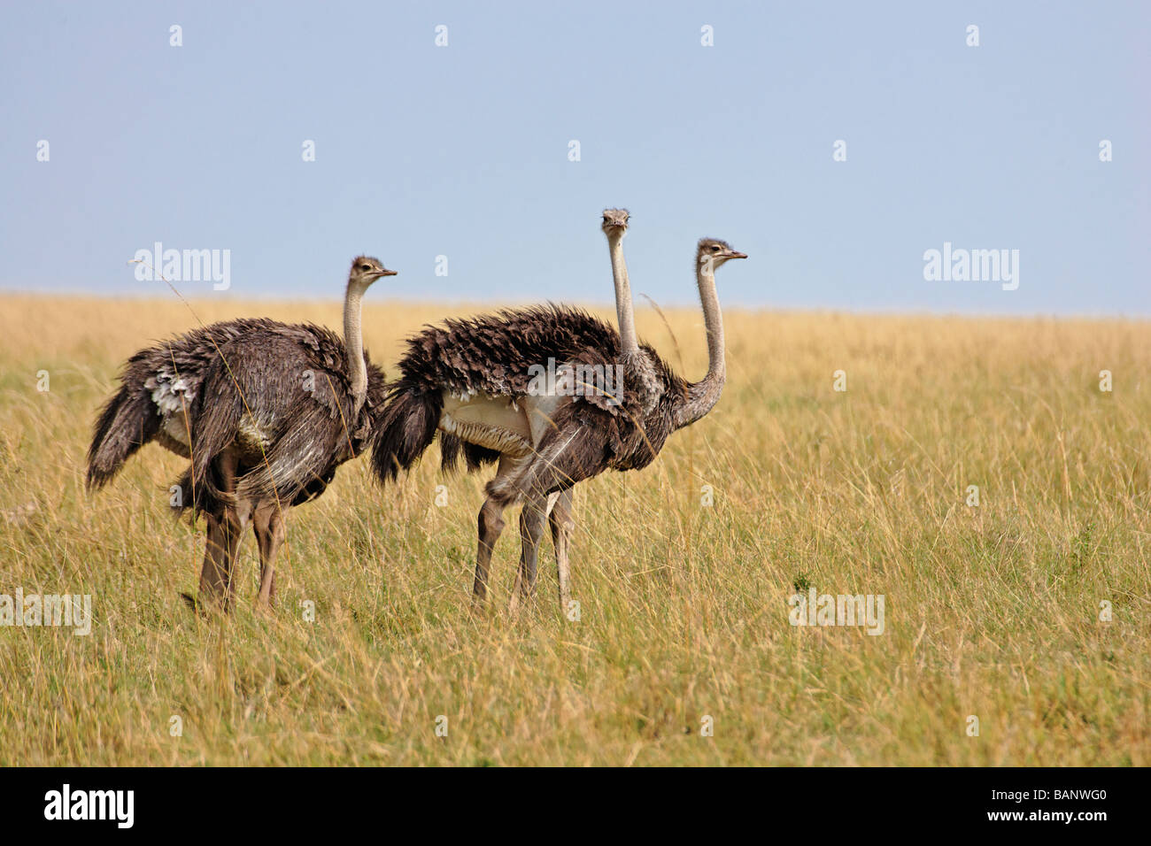 Three ostrich hi-res stock photography and images - Alamy
