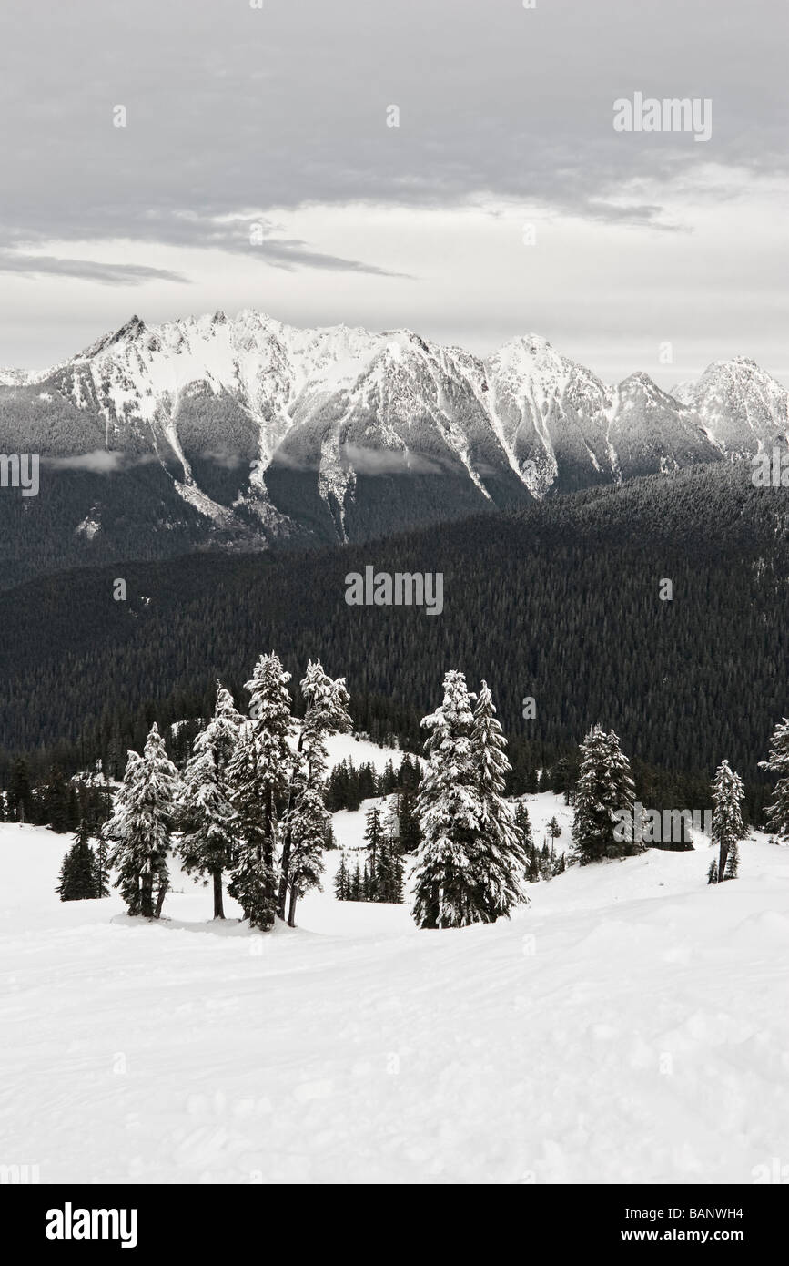 View of the pristine Mount Baker Snoqualmie National Forest from Mount ...