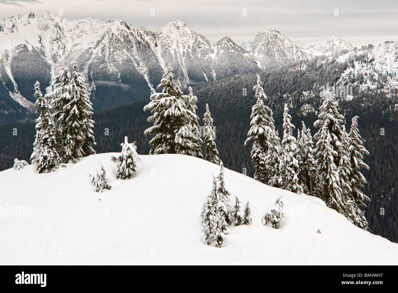 View of the pristine Mount Baker Snoqualmie National Forest from Mount ...