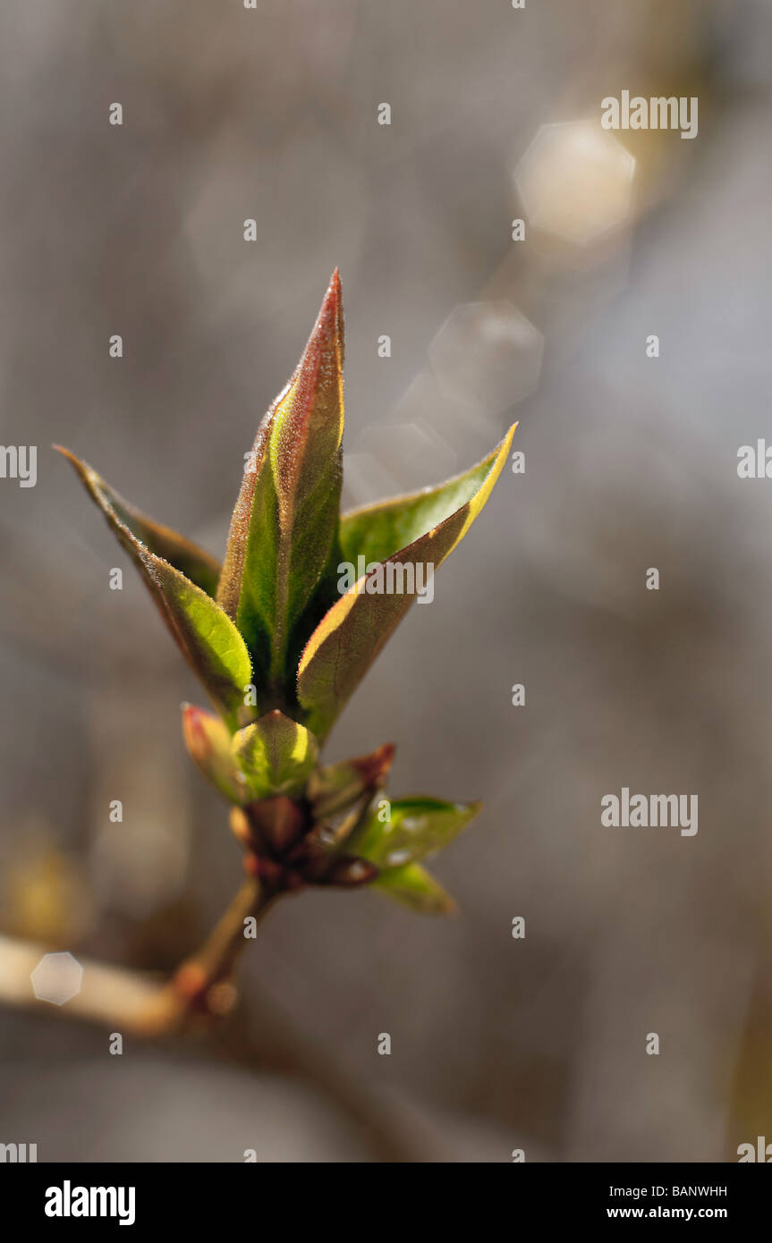 Budding leaves of Lilac (Syringa) shrub in early Spring Stock Photo - Alamy