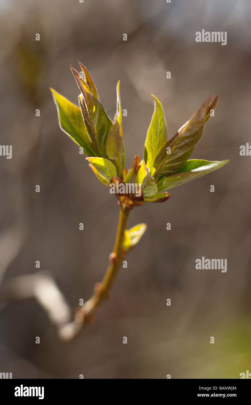 Budding leaves of Lilac (Syringa) shrub in early Spring Stock Photo - Alamy