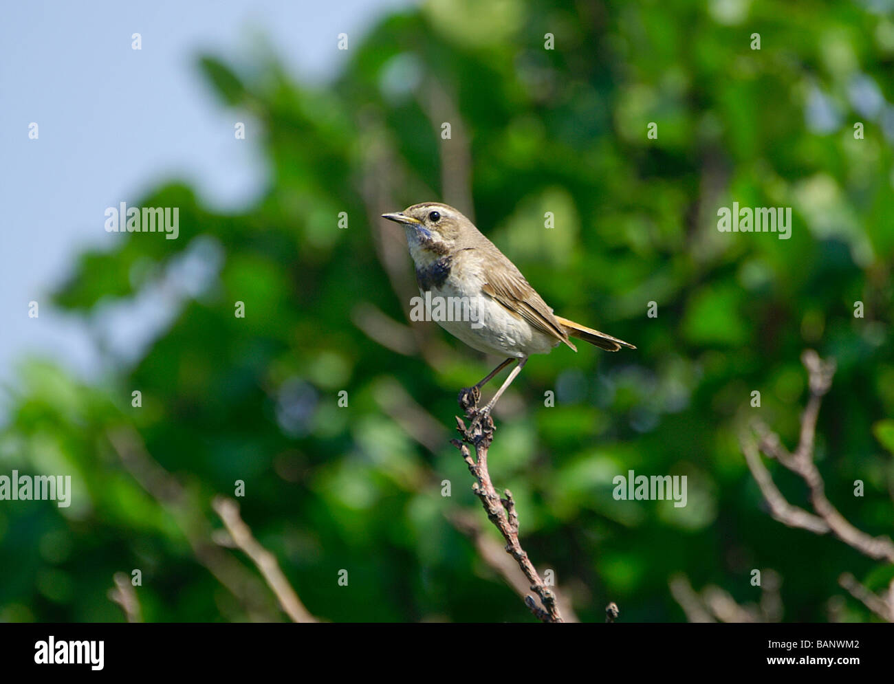 Bluethroat - Luscinia svecica svecica Stock Photo - Alamy