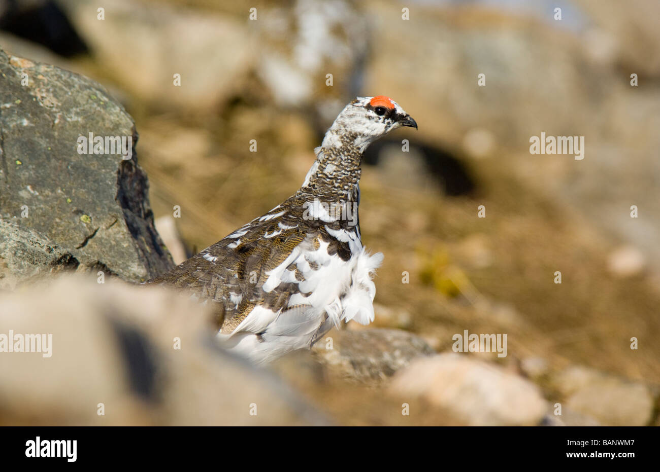Cairngorm mountain bird hi-res stock photography and images - Alamy