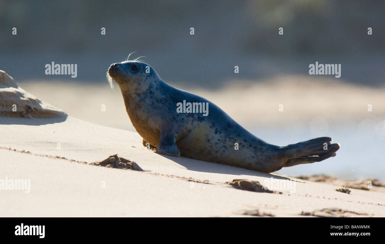 Common seal head out water hi-res stock photography and images - Alamy