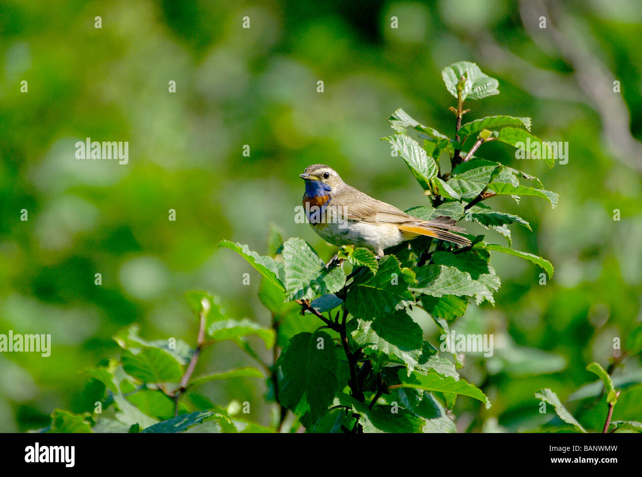 Bluethroat - Luscinia svecica svecica Stock Photo - Alamy