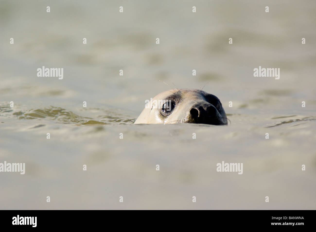 Seal river aberdeen hi-res stock photography and images - Alamy