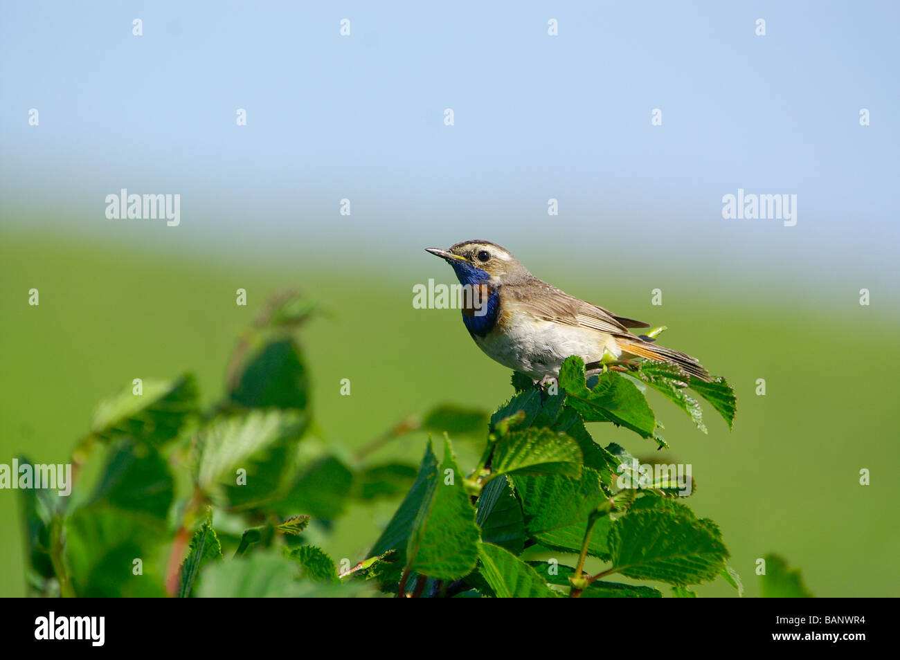 Bluethroat - Luscinia svecica svecica Stock Photo - Alamy