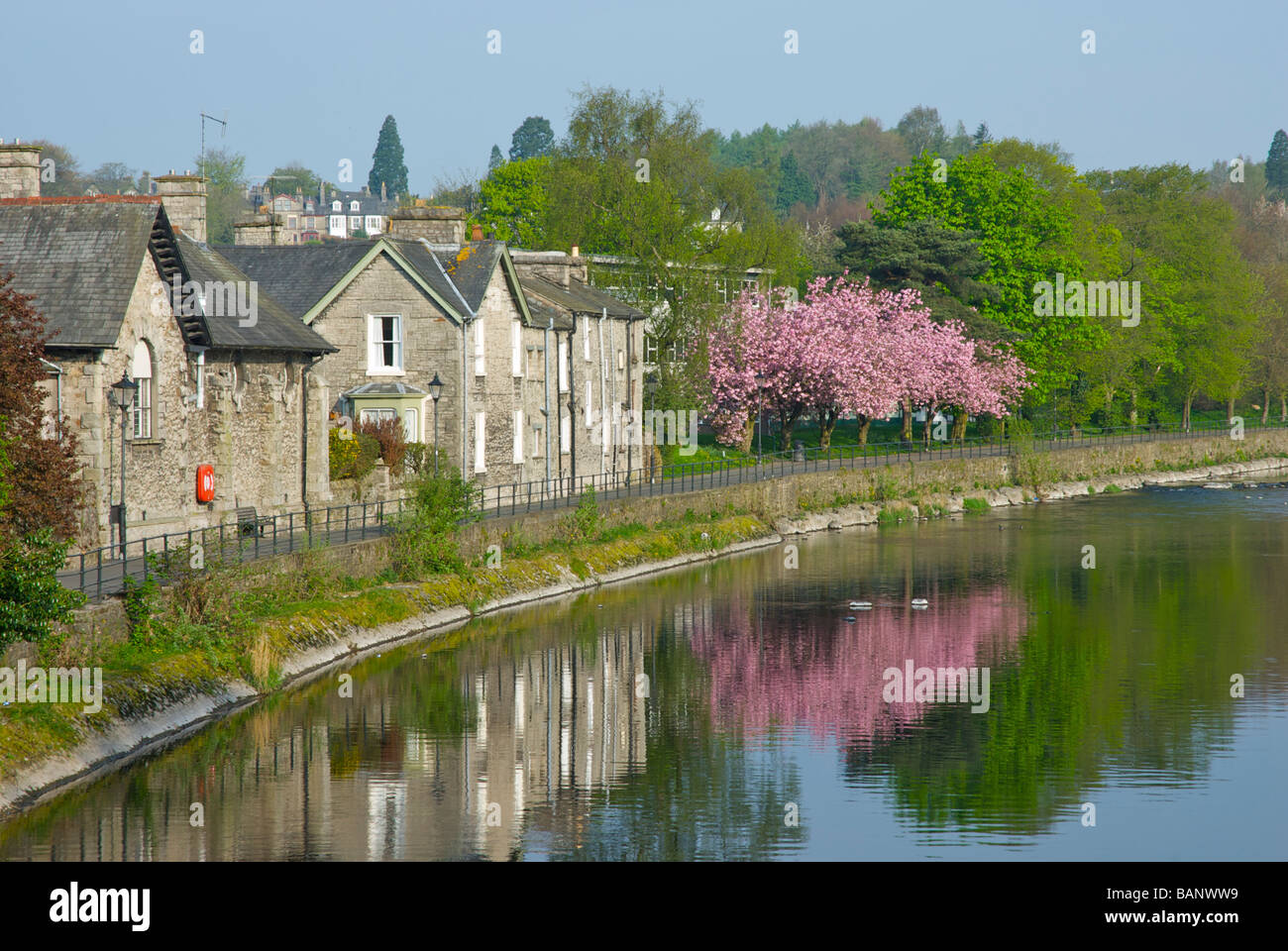 Springtime blossom along the River Kent, running through Kendal ...