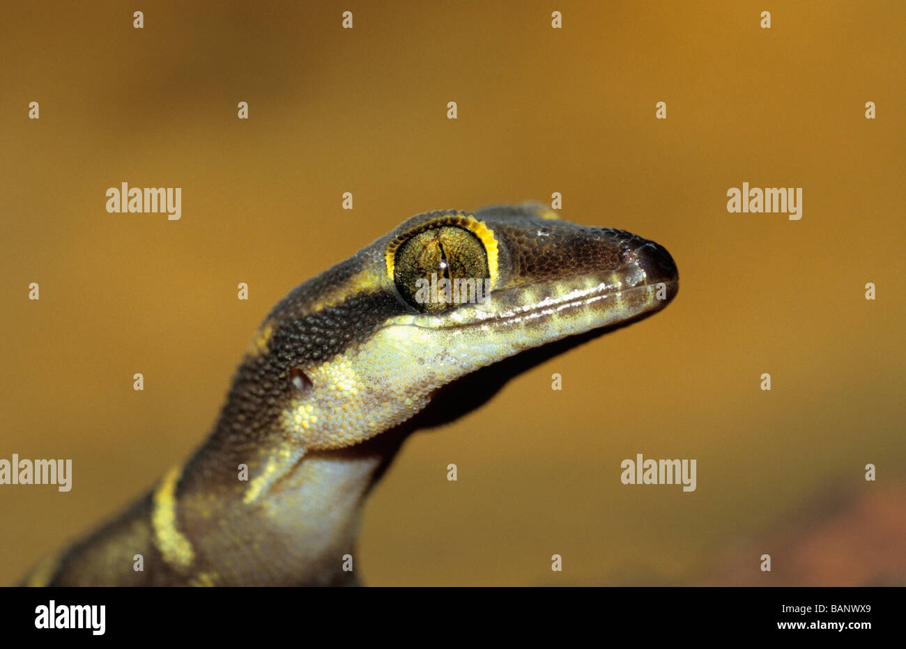 Banded Gecko from Matheran Stock Photo - Alamy