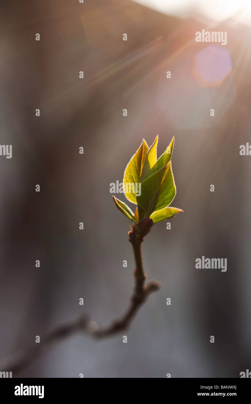 Budding leaves of Lilac (Syringa) shrub in early Spring Stock Photo - Alamy
