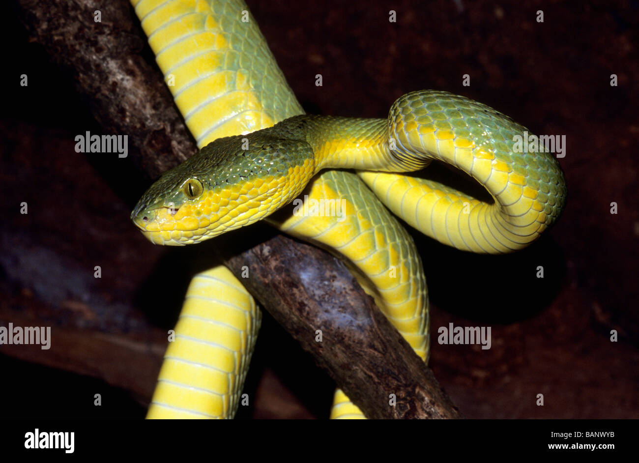 Common bamboo vipers hi-res stock photography and images - Alamy