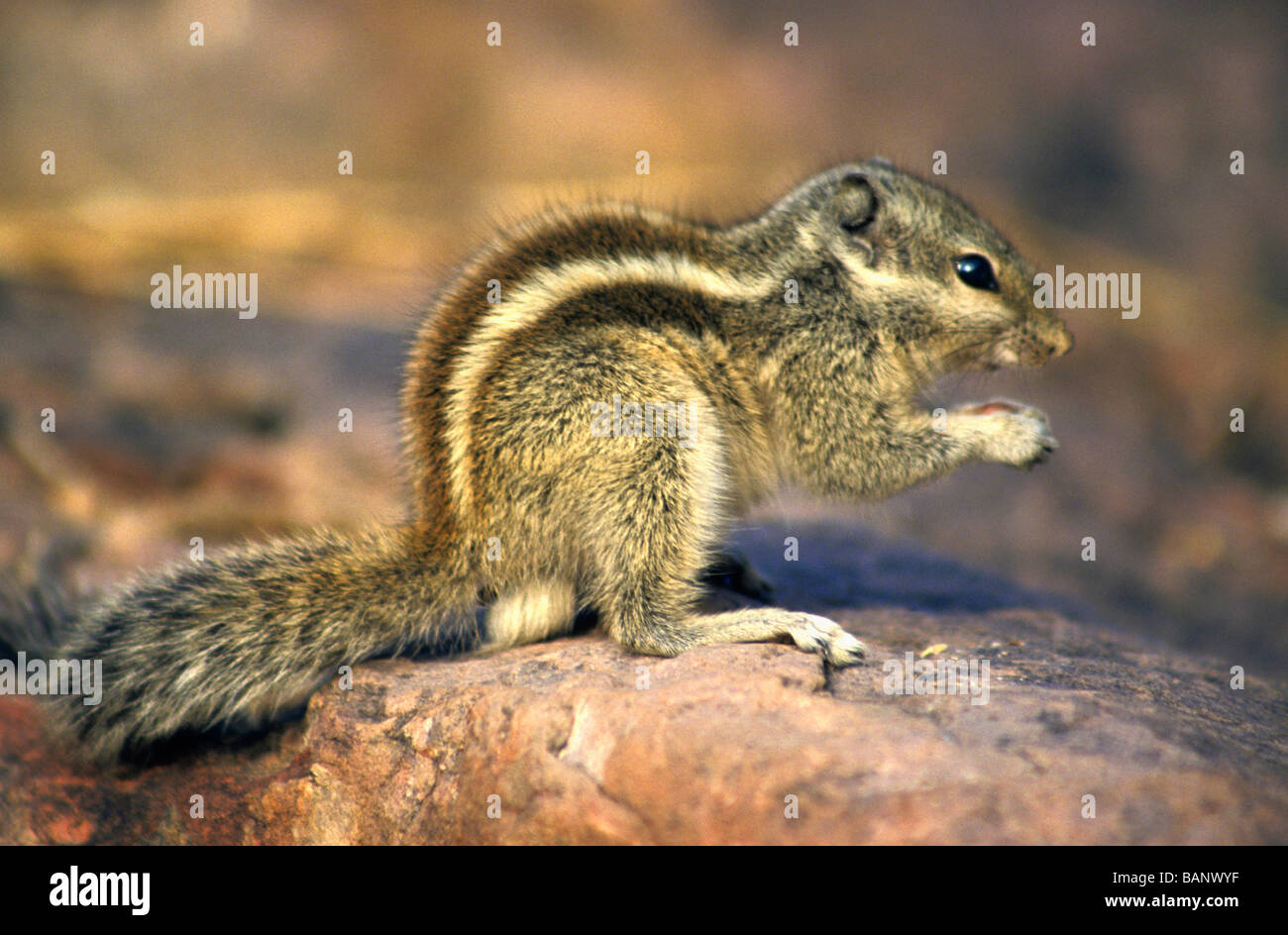 Five Striped Squirrel at Ranthambore Stock Photo - Alamy