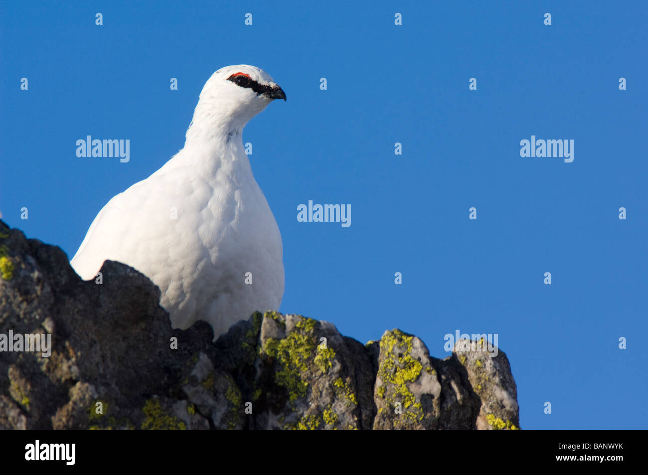 Ptarmigan, Lagopus mutus, male in white winter plumage Stock Photo - Alamy