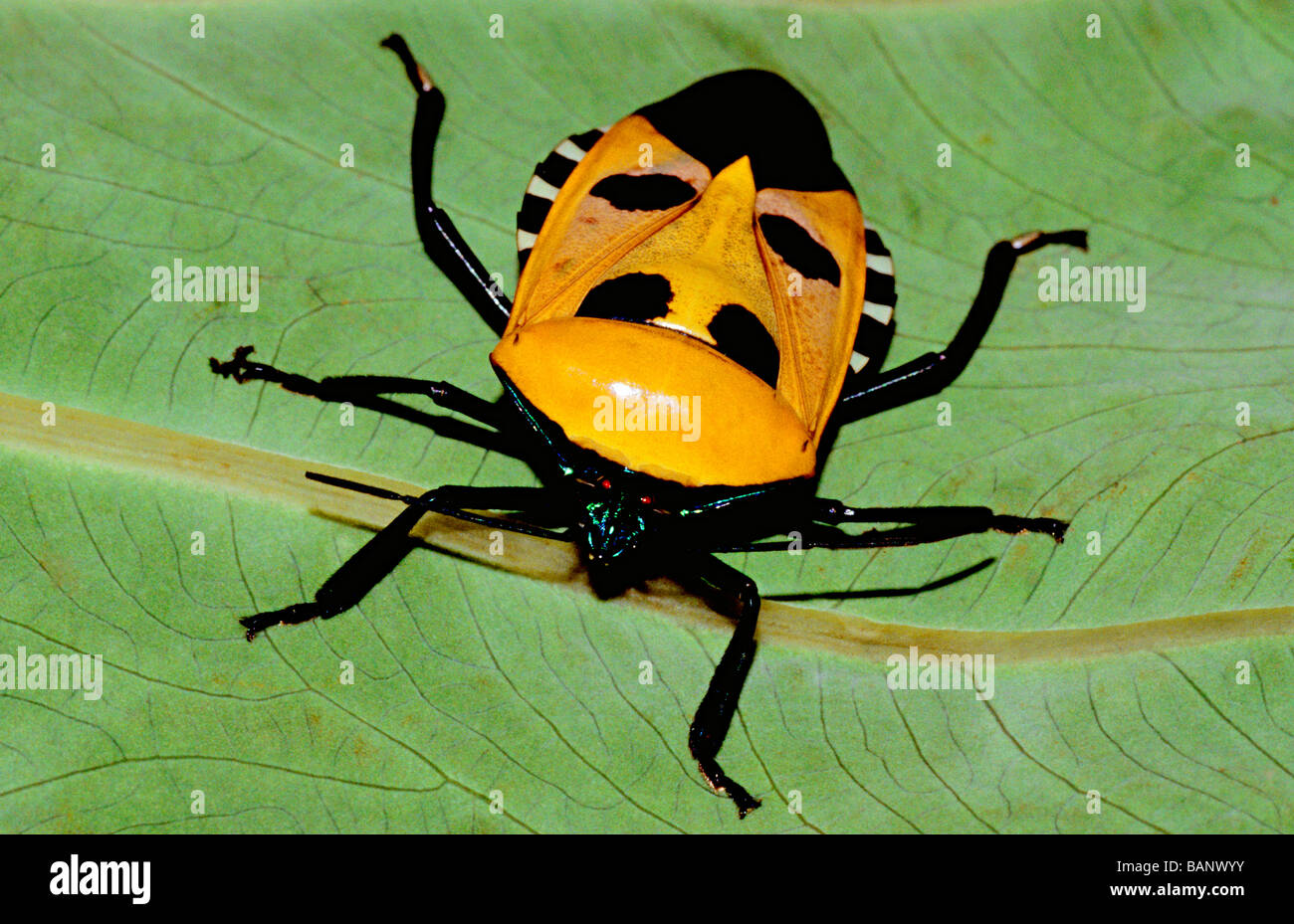 Hitler Bug at Amboli, Maharashtra Stock Photo - Alamy