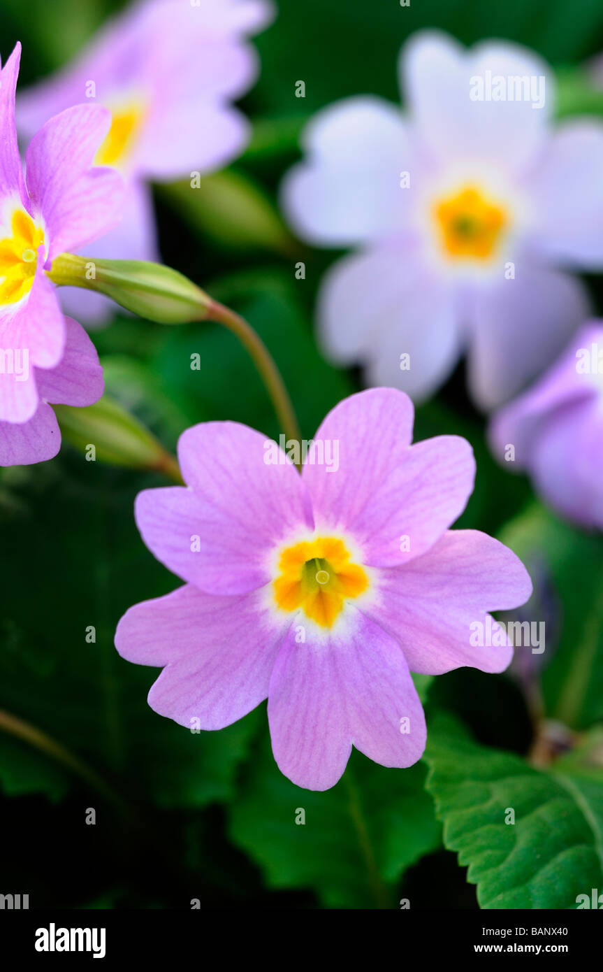 primula vulgaris subsp sibthorpii flowers purple yellow eye centre set ...