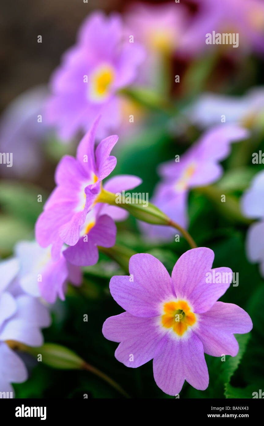 primula vulgaris subsp sibthorpii flowers purple yellow eye centre set ...