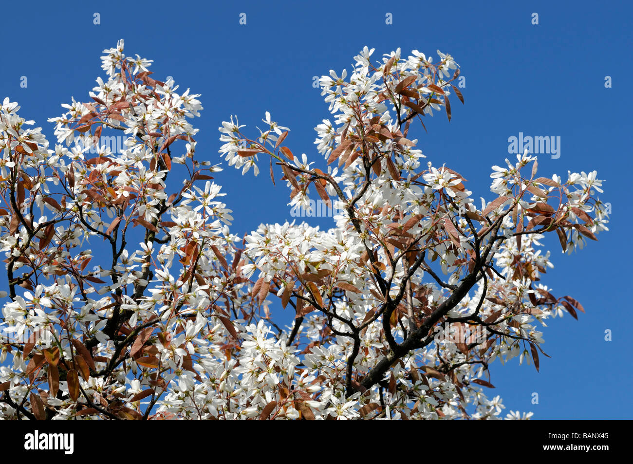 Shadblow Serviceberry Amelanchier canadensis Snowy Mespilus white ...