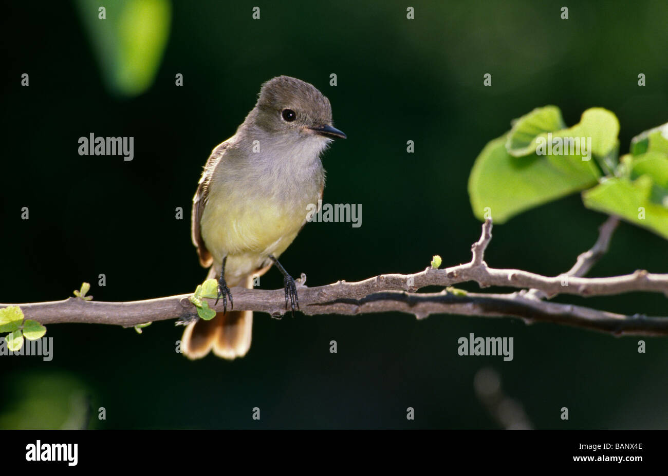 LARGE BILLED GALAPAGOS FLYCATCHER Myiarchus magnirostris ISLA ISABELLA ...