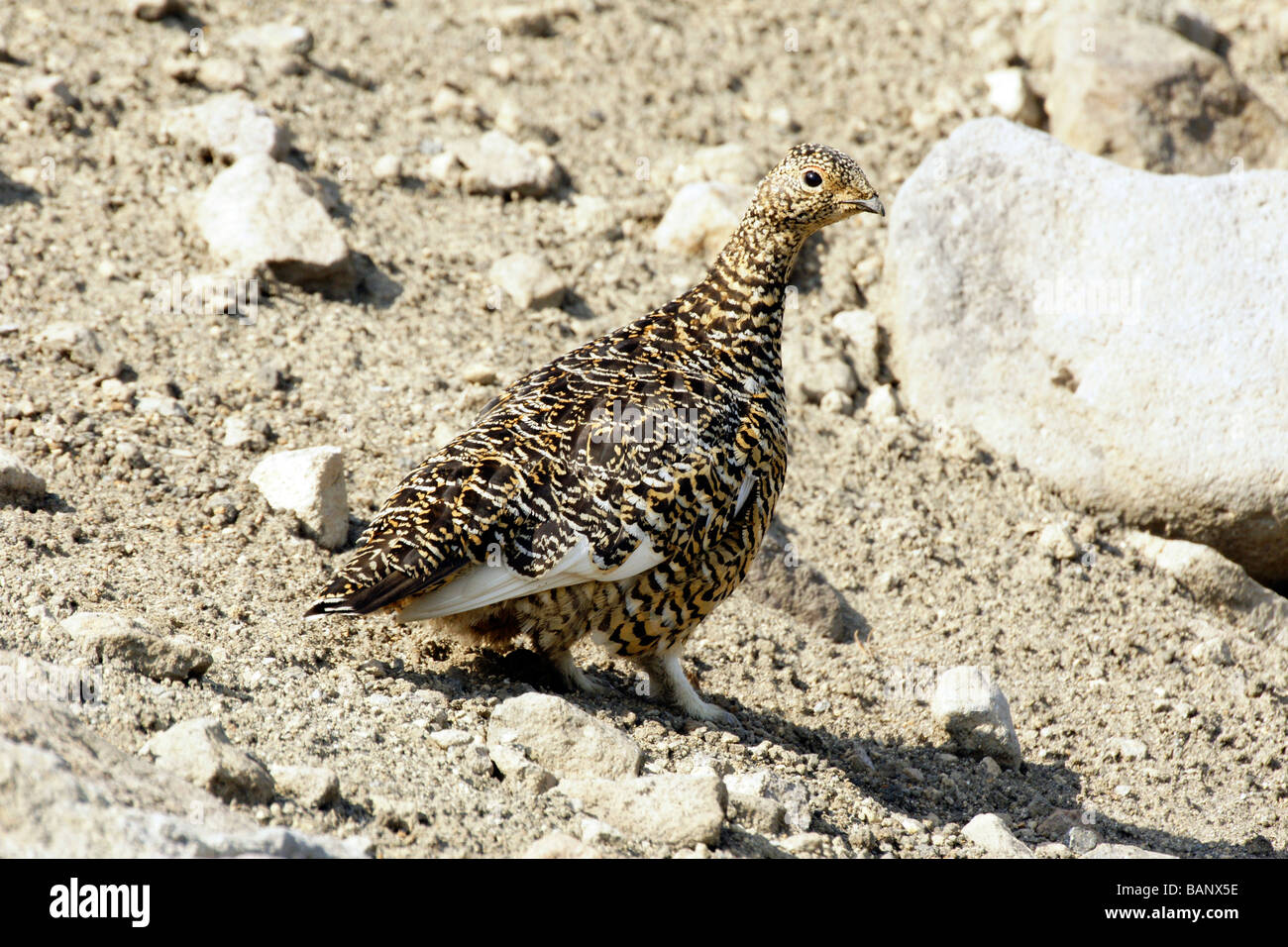 Siberian rock ptarmigan (Lagopus mutus Stock Photo - Alamy