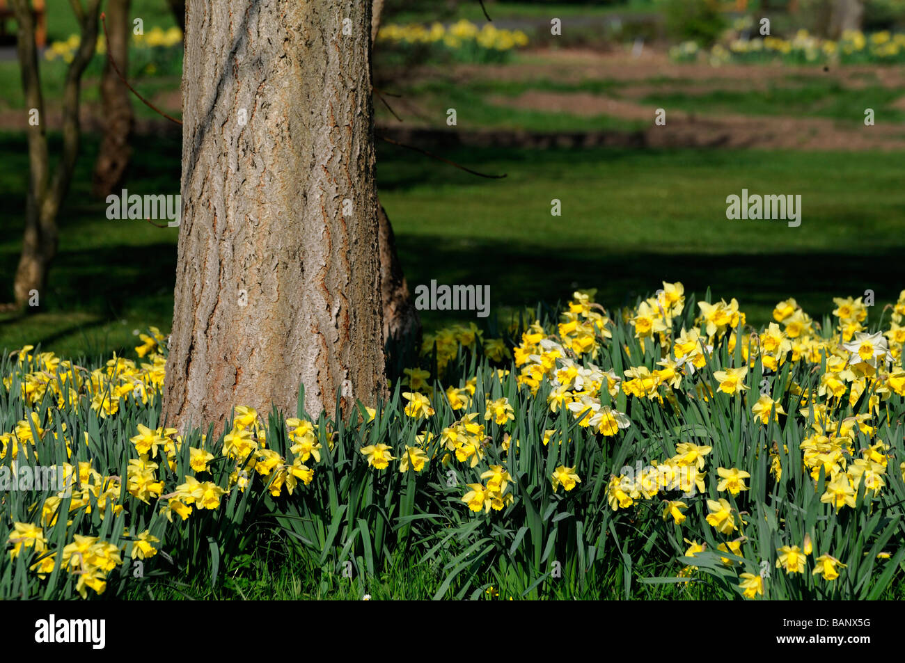 Phoenix park dublin and spring hi-res stock photography and images - Alamy