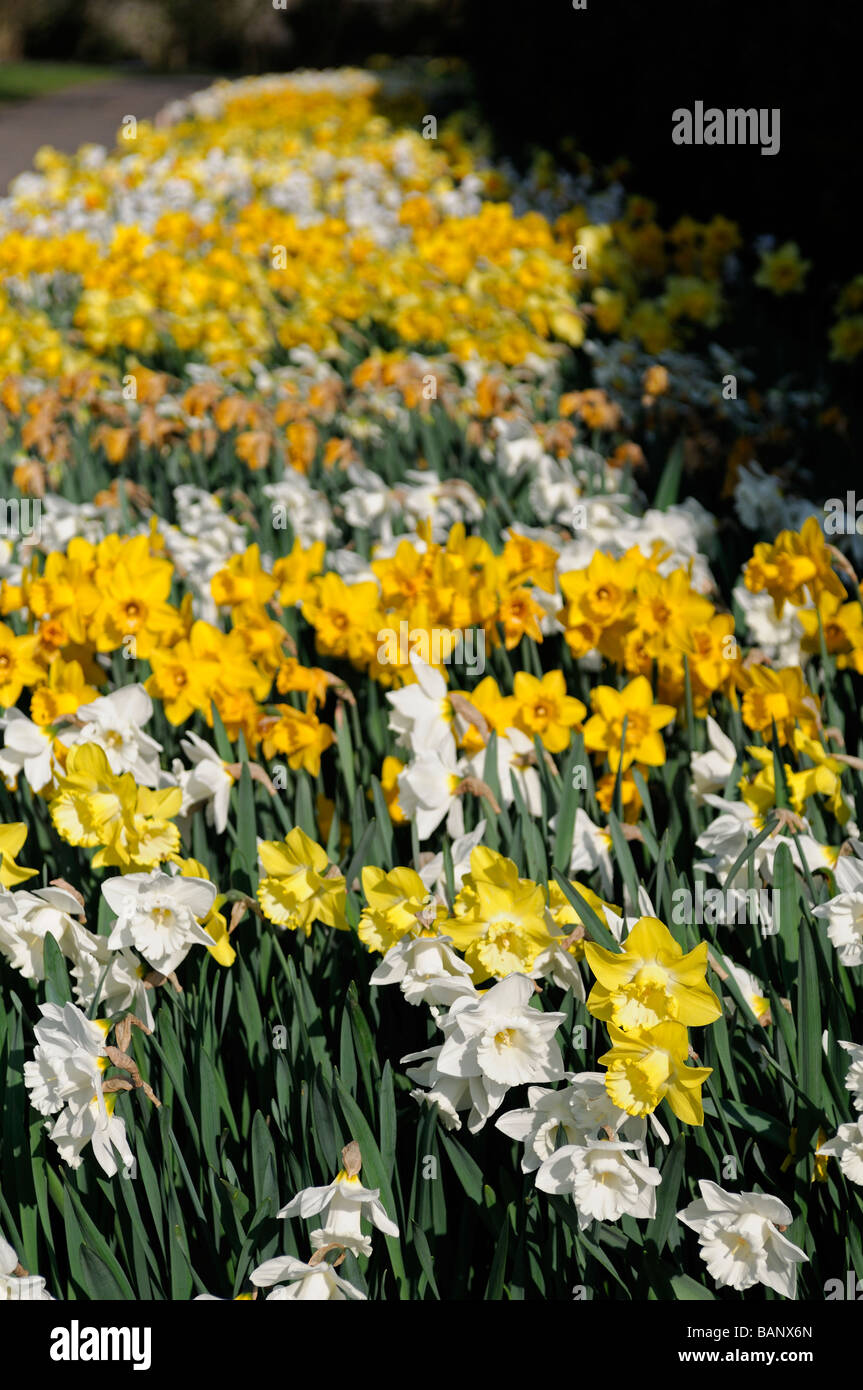 Long flower bed of yellow and white daffodils ireland spring Stock ...