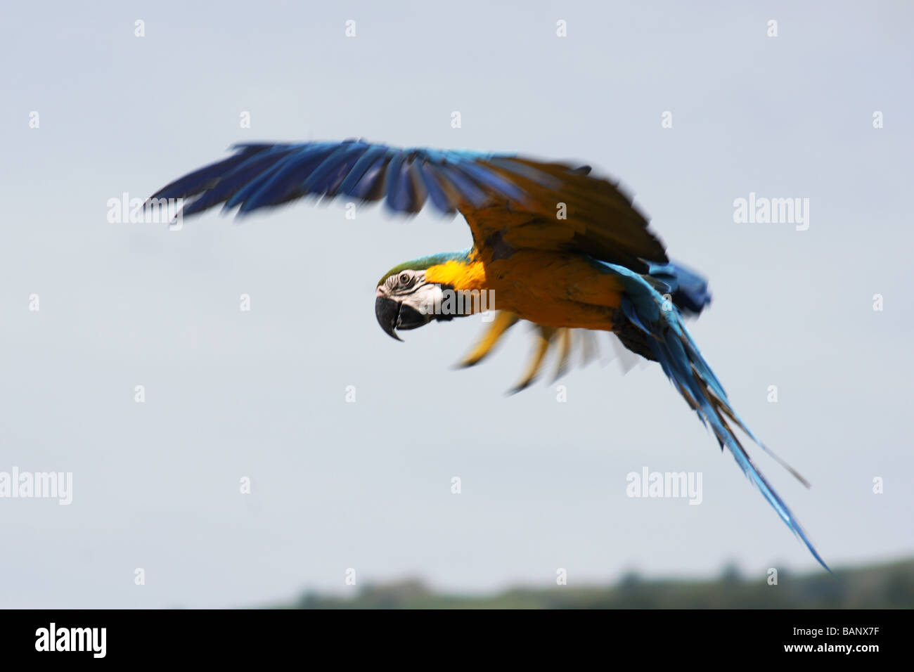 Blue and Yellow Macaw 'Ara ararauna' Adult flying in to land Stock ...