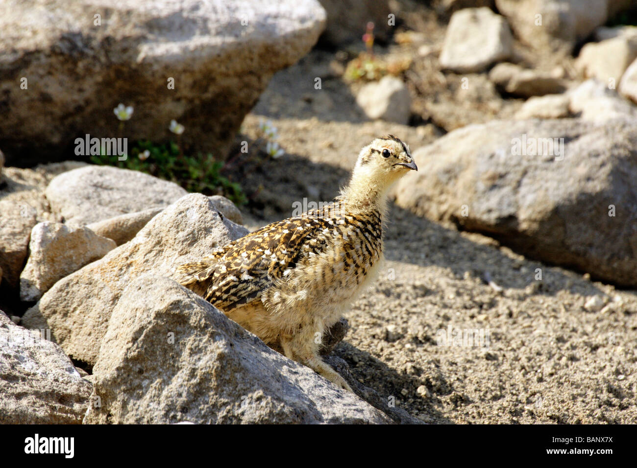 Siberian rock ptarmigan (Lagopus mutus Stock Photo - Alamy