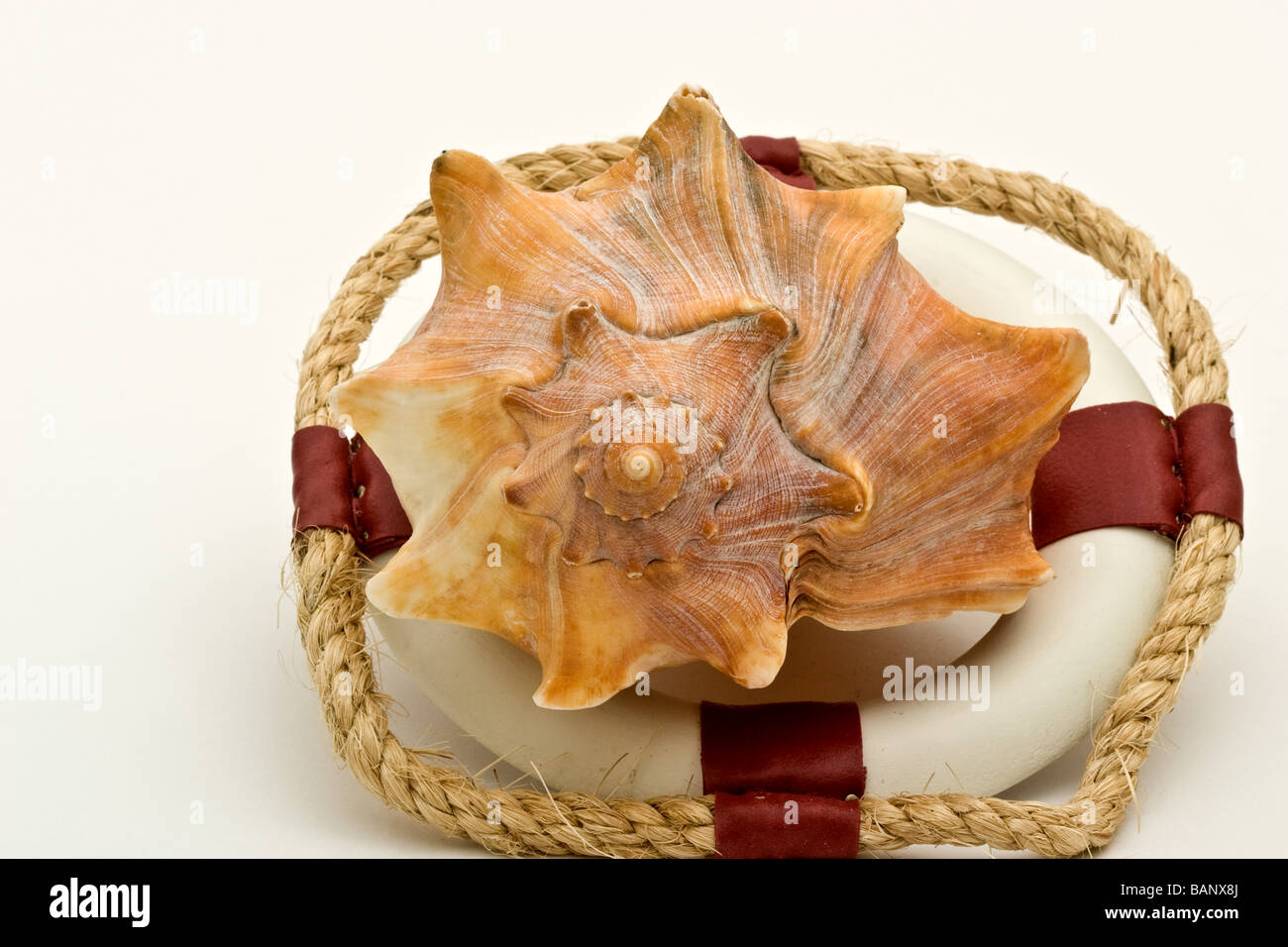 conch shell wearing a life preserver Stock Photo - Alamy