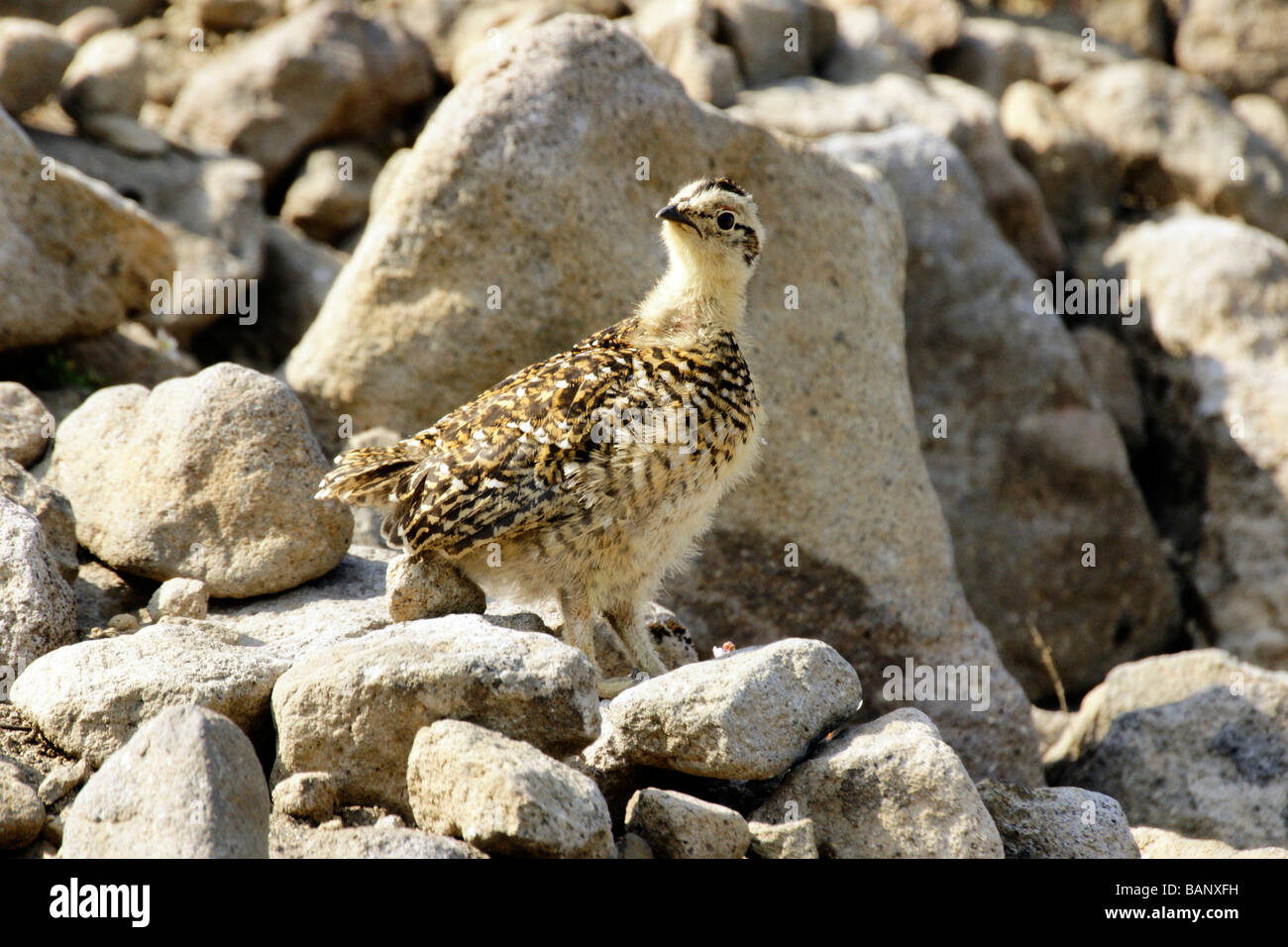 Siberian rock ptarmigan (Lagopus mutus Stock Photo - Alamy