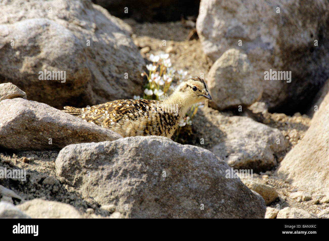 Siberian rock ptarmigan (Lagopus mutus Stock Photo - Alamy