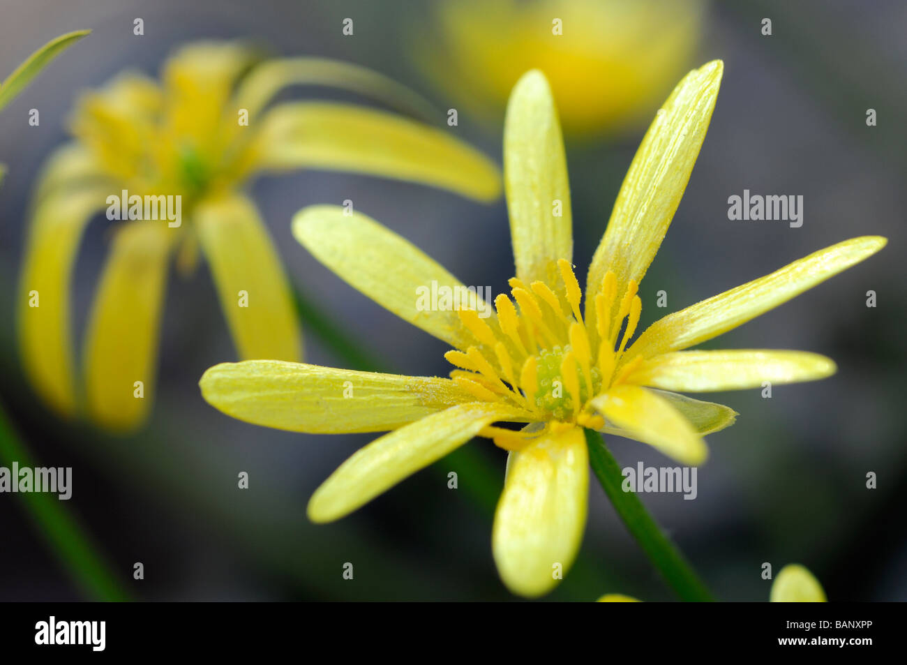 Fig buttercup hi-res stock photography and images - Alamy