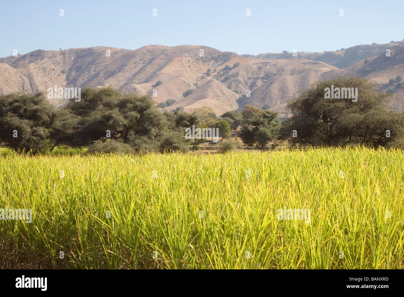 Wheat crop in a field, Kumbhalgarh Fort, Udaipur, Rajasthan, India ...