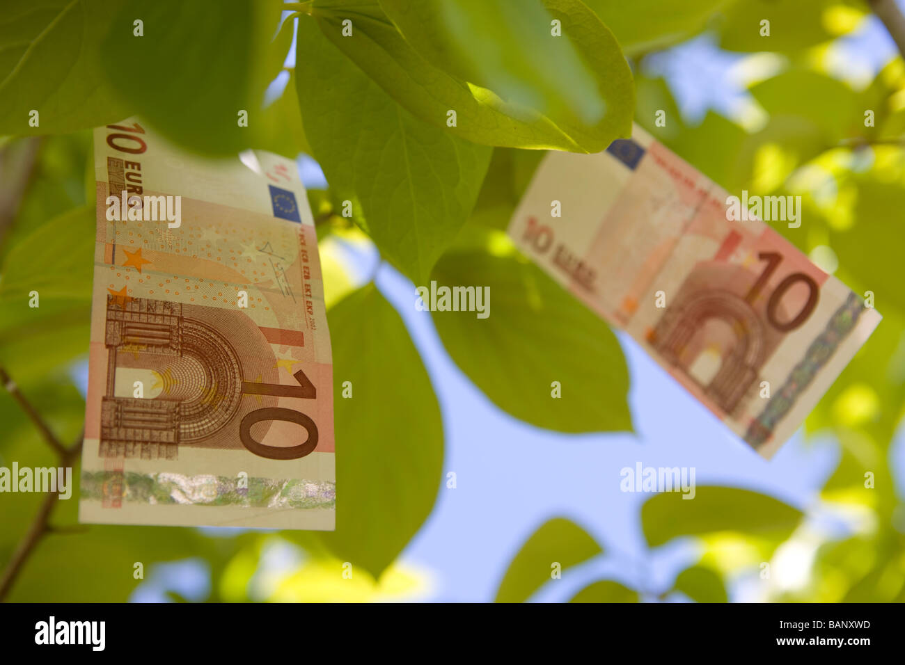 Money growing on trees Stock Photo - Alamy