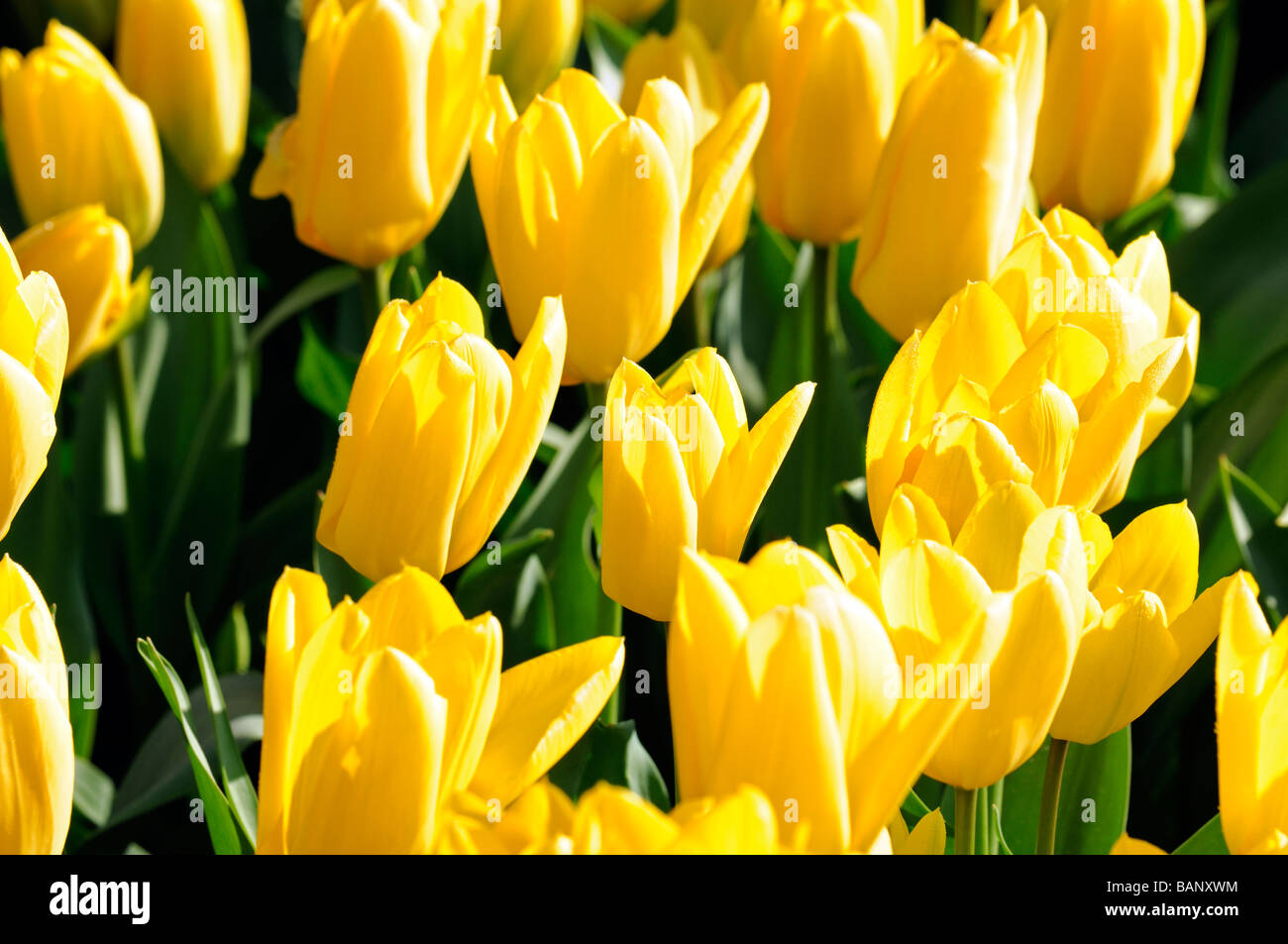 Tulipa candela hi-res stock photography and images - Alamy