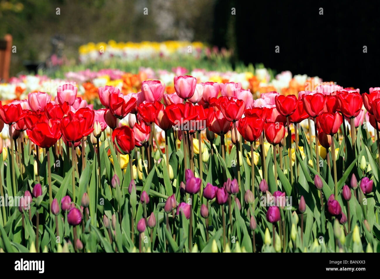 rows beds of different multi color colour tulips botanical garden ...
