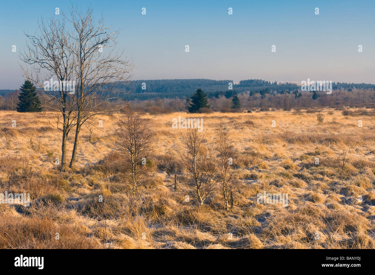 Hautes Fagnes Reserve in wintertime Im Platten Venn Eupen Province ...