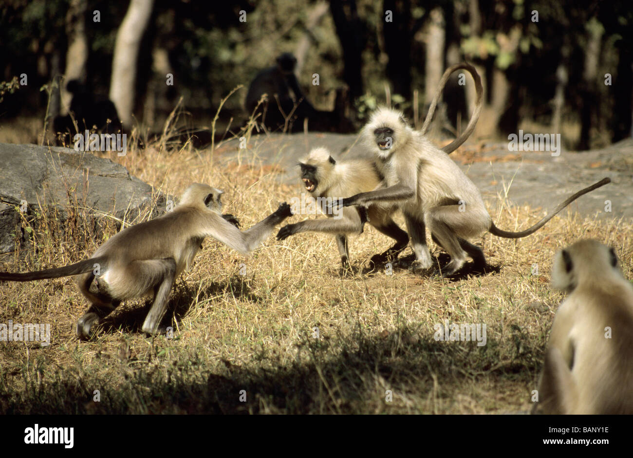 Langurs involved in mock fighting in Kanha Tiger Reserve Stock Photo ...
