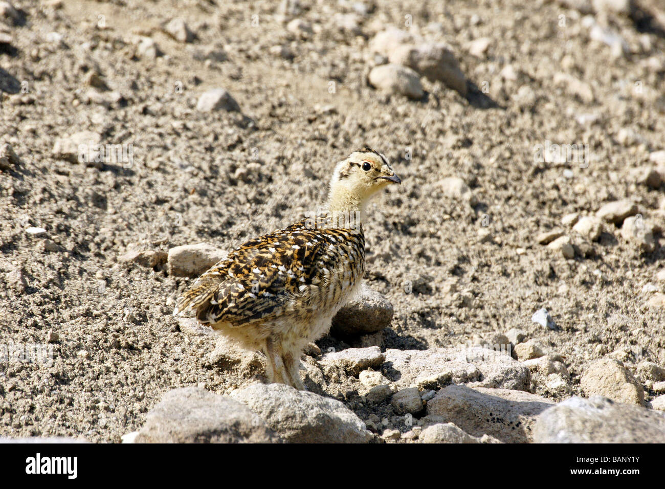 Siberian rock ptarmigan (Lagopus mutus Stock Photo - Alamy