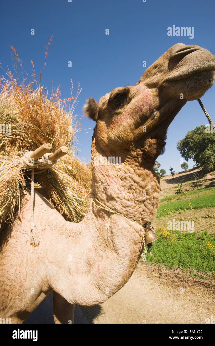 Hay loaded on a camel, Udaipur, Rajasthan, India Stock Photo - Alamy