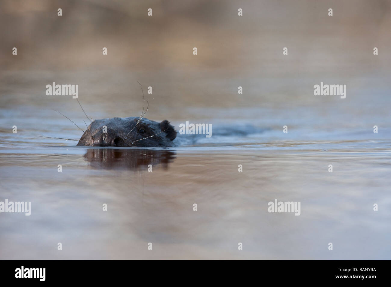 Adult wild wet beaver hi-res stock photography and images - Alamy