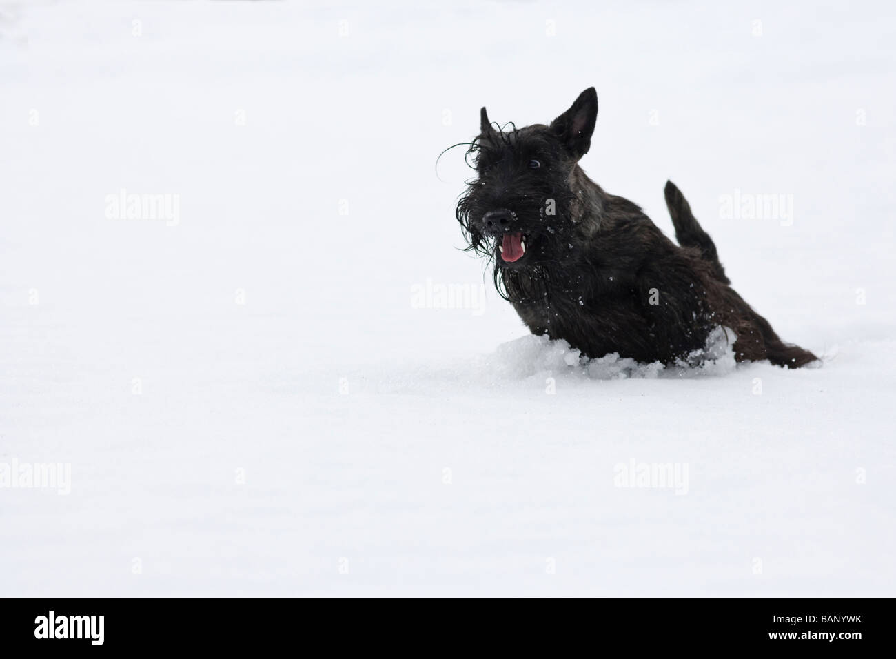 Dog running snow fast hi-res stock photography and images - Alamy