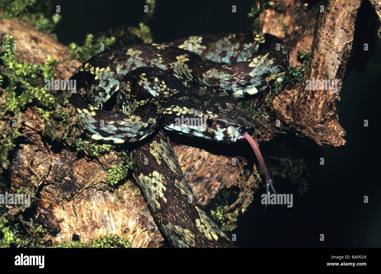 MALABAR PIT VIPER Trimeresums malbaricus Venomous Common. Amboli ...