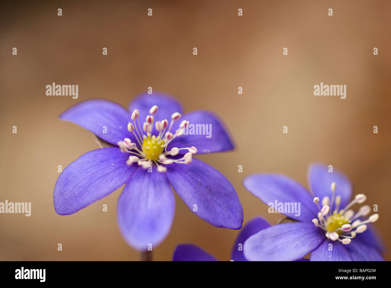 Hepatica in flower Stock Photo - Alamy