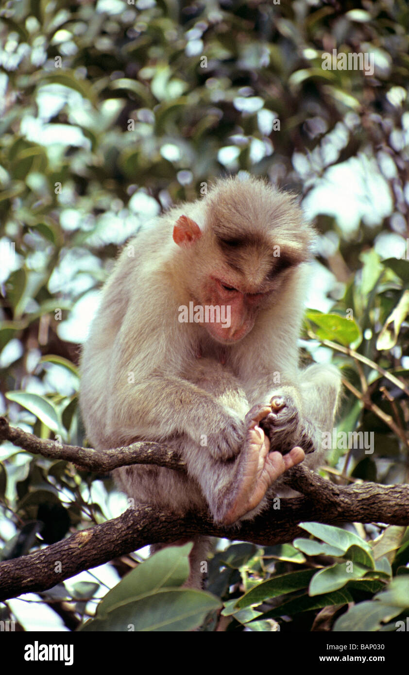 India wild monkey hi-res stock photography and images - Alamy