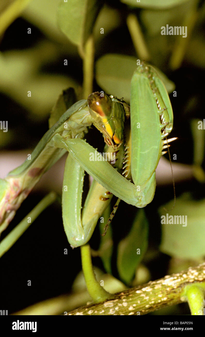 Killer praying mantis hi-res stock photography and images - Alamy