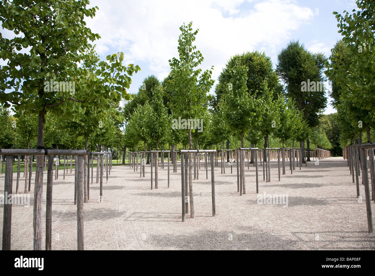 Planted trees hi-res stock photography and images - Alamy