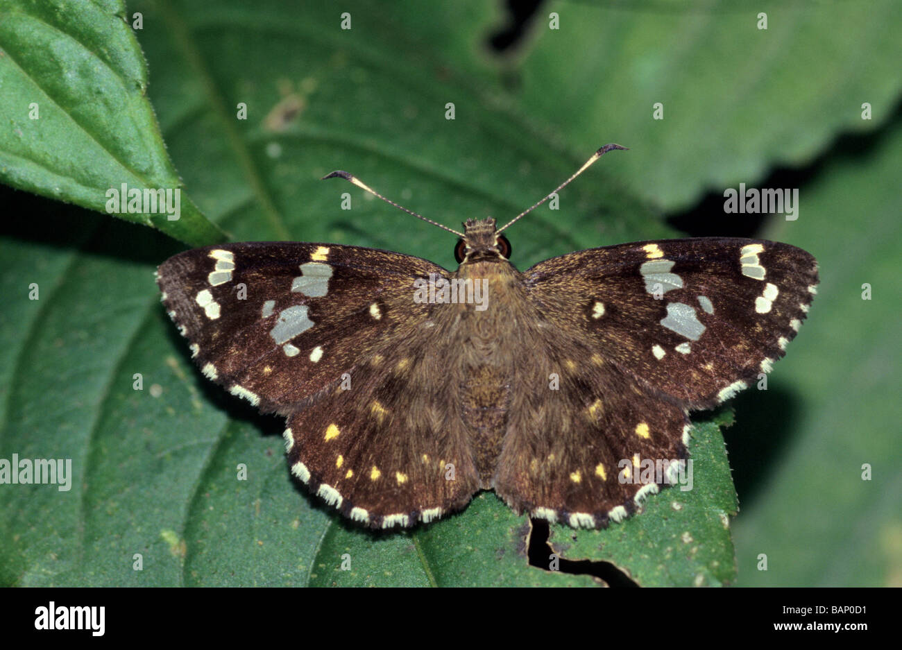 Malabar Spotted Flat at Amboli Forest Stock Photo - Alamy