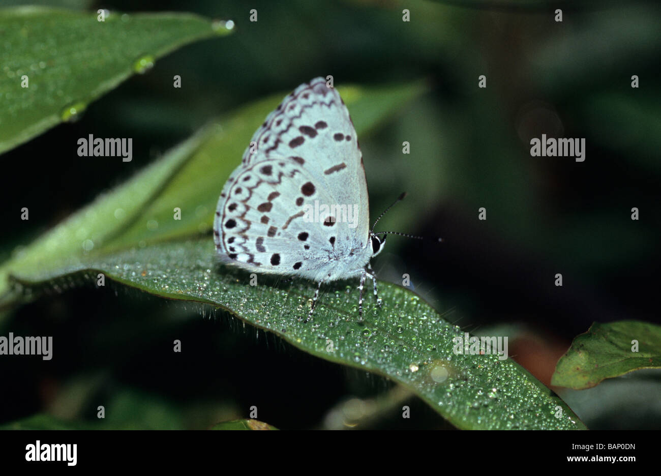 Butterfly from Amboli Forest Stock Photo - Alamy